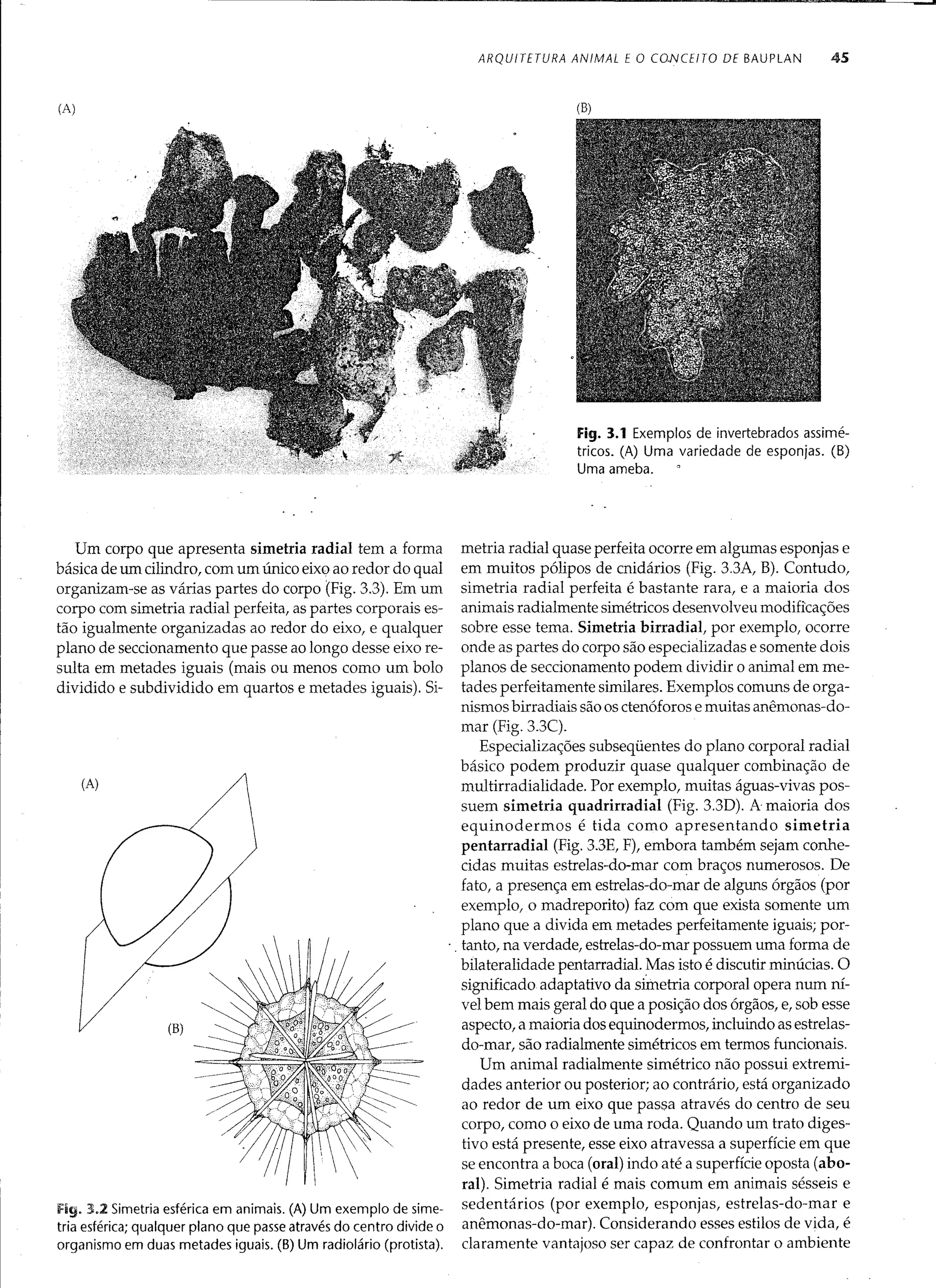 arquitetura animal e o conceito de bauplan | PDF | Zoos & Aquariums ...
