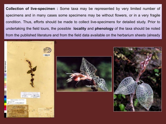 Flora, Revision and Monograph | PPT | Biological Sciences | Science