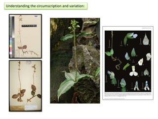 Flora, Revision and Monograph | PPT