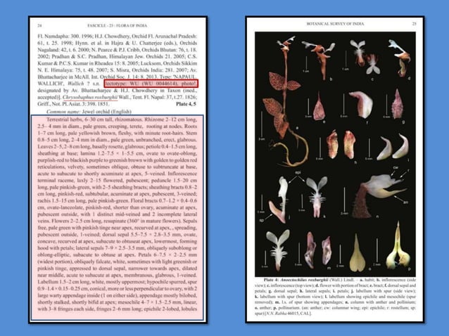 Flora, Revision and Monograph | PPT | Biological Sciences | Science