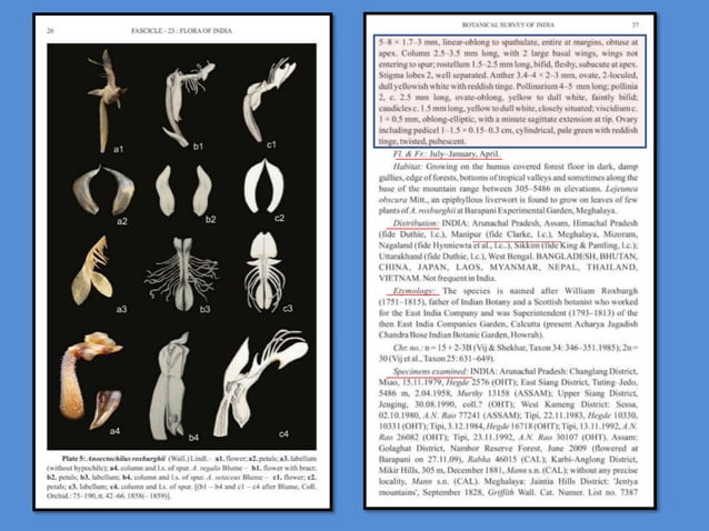 Flora, Revision and Monograph | PPT | Biological Sciences | Science