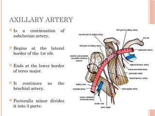 The axilla (armpit) is a pyramidal space between the upper limb and the ...