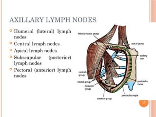 The axilla (armpit) is a pyramidal space between the upper limb and the ...