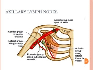 The axilla (armpit) is a pyramidal space between the upper limb and the ...