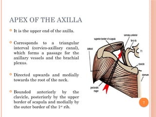 The axilla (armpit) is a pyramidal space between the upper limb and the ...