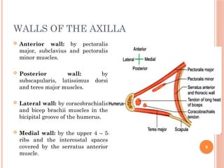 The axilla (armpit) is a pyramidal space between the upper limb and the ...