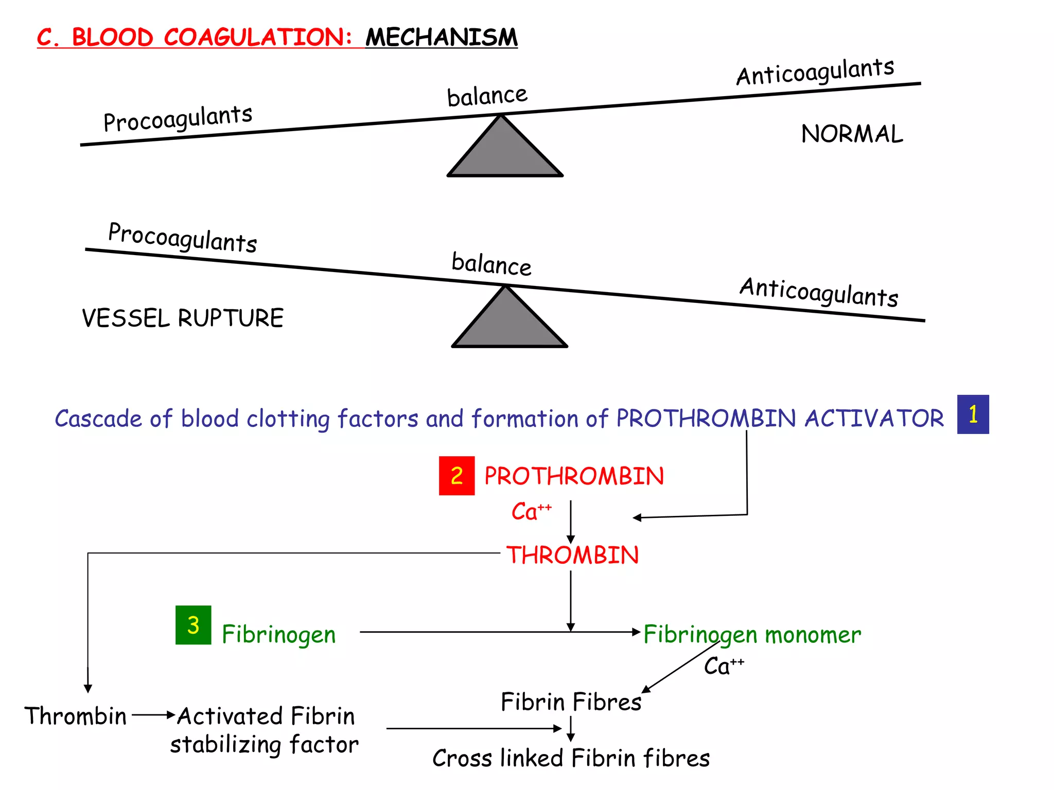 3b. blood types and clotting | PPT