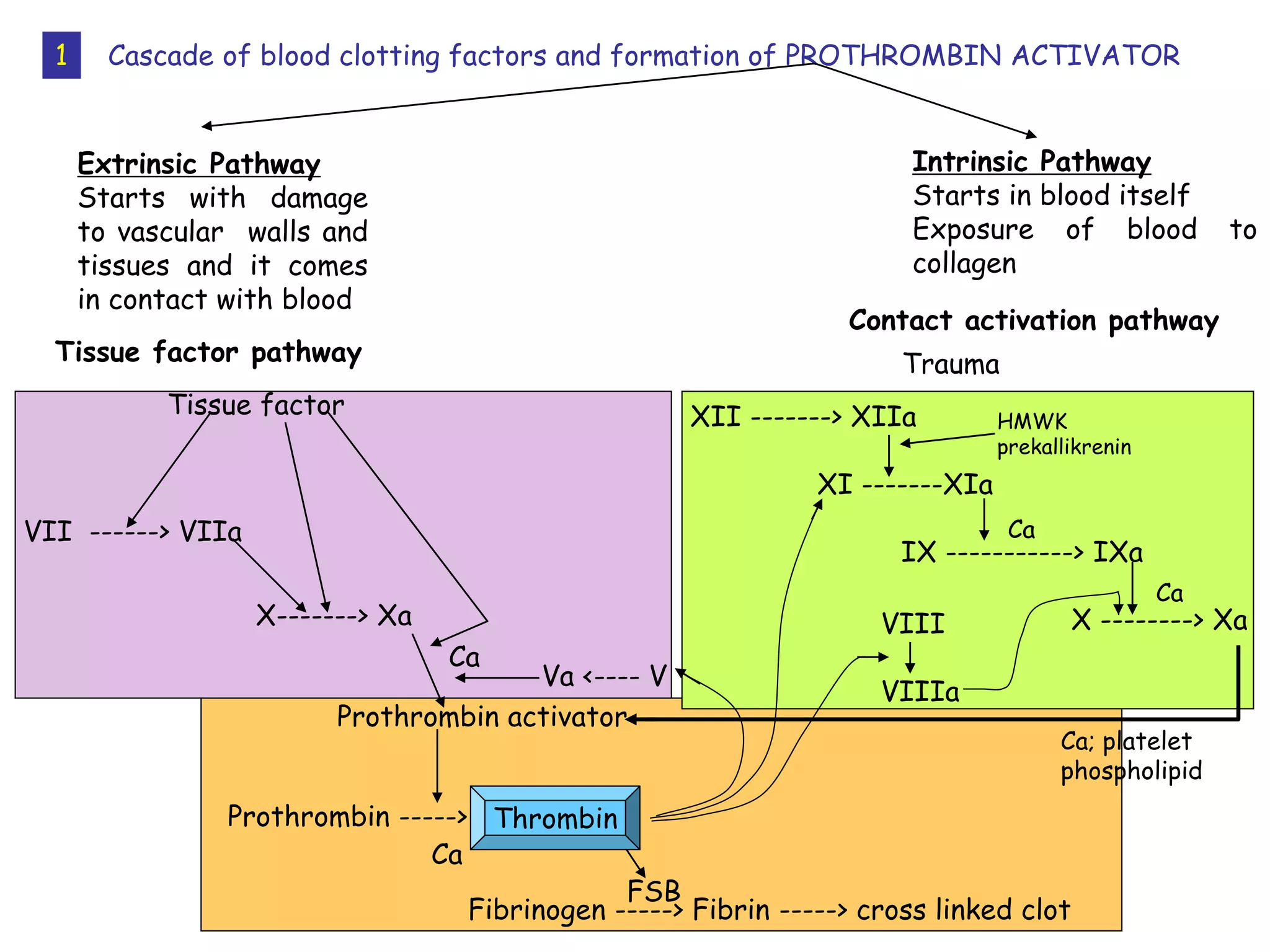3b. blood types and clotting | PPT