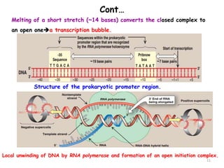 3B.Transcription.pptx