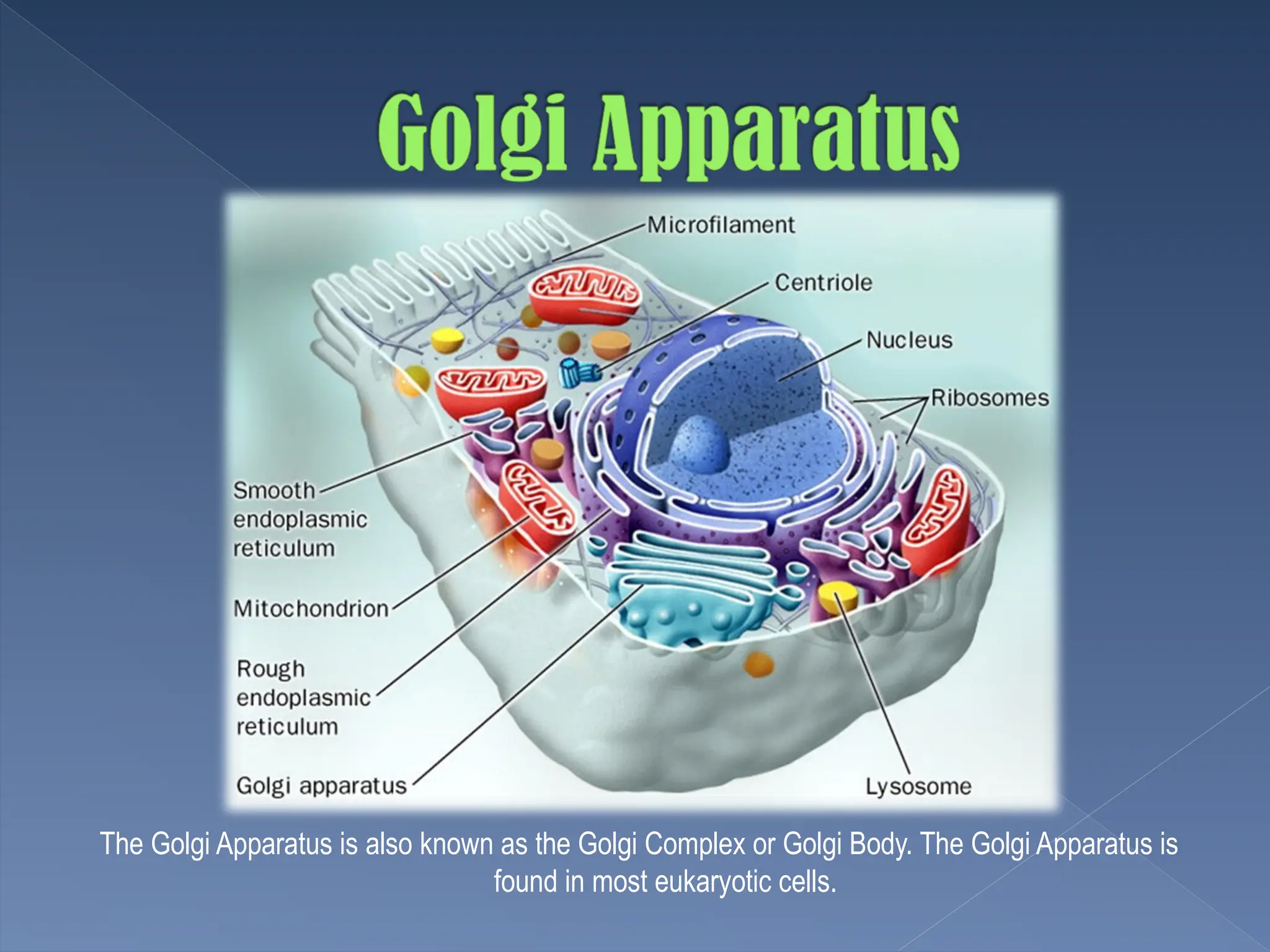 Golgi Apparatus: An Overview of the most important cell part.ppt