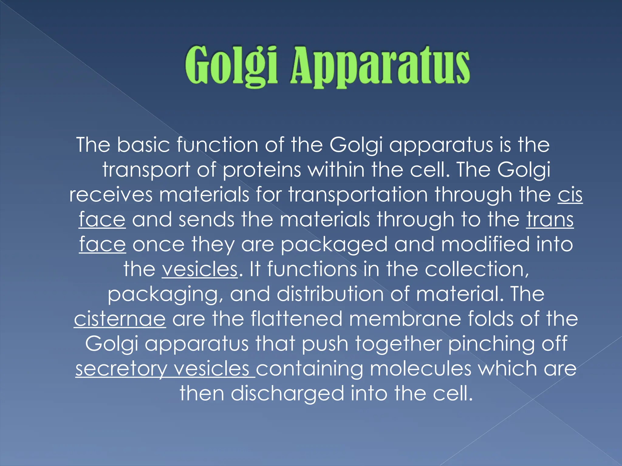 Golgi Apparatus: An Overview of the most important cell part.ppt