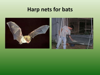3B.2 Measuring Biodiversity | PPTX