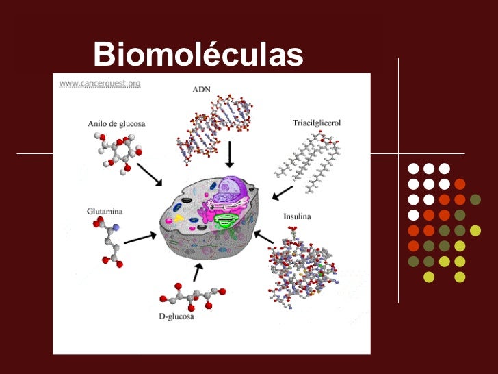 Biomoleculas Caracteristicas Y Tipos Cuadros Comparativos Cuadro Images