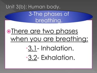 3b the respiratory system | PPTX
