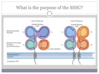Analysis of 2 unique Greek MHC haplotypes | PPT