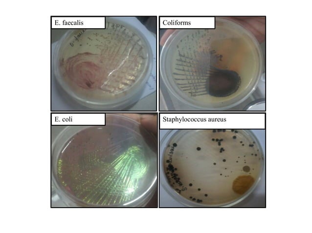 Internship_presentation | PPT