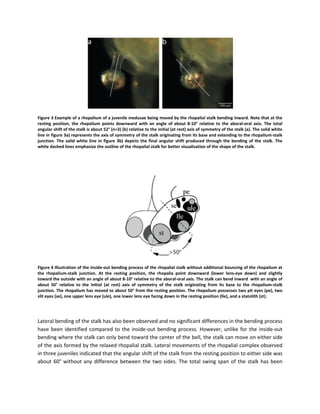 Rhopalial movements in Carybdea marsupialis | PDF | Geography | Science