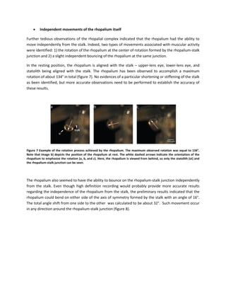 Rhopalial movements in Carybdea marsupialis | PDF | Geography | Science