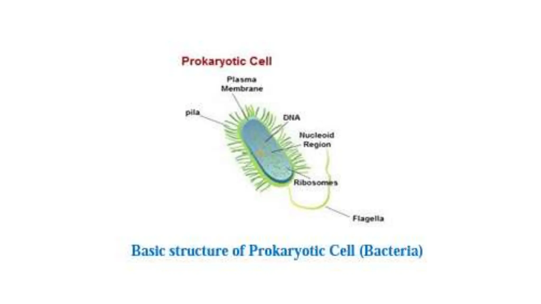 Dpt Bacterial Forms And Function Pptx