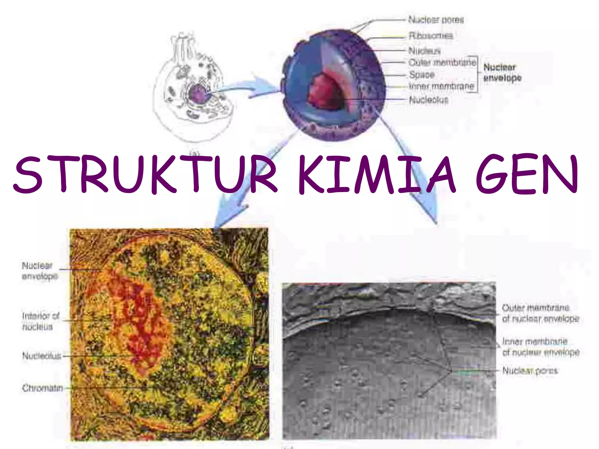 Bahan Gen dan Ekspresinya | PPT