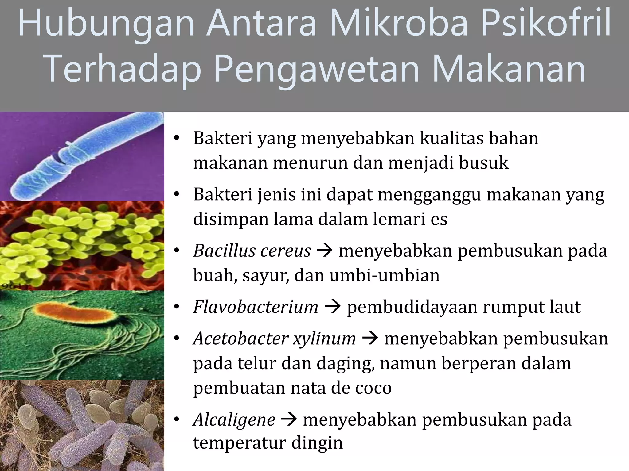 3 bakteri thermofil, mesofil dan psikrofil | PPTX