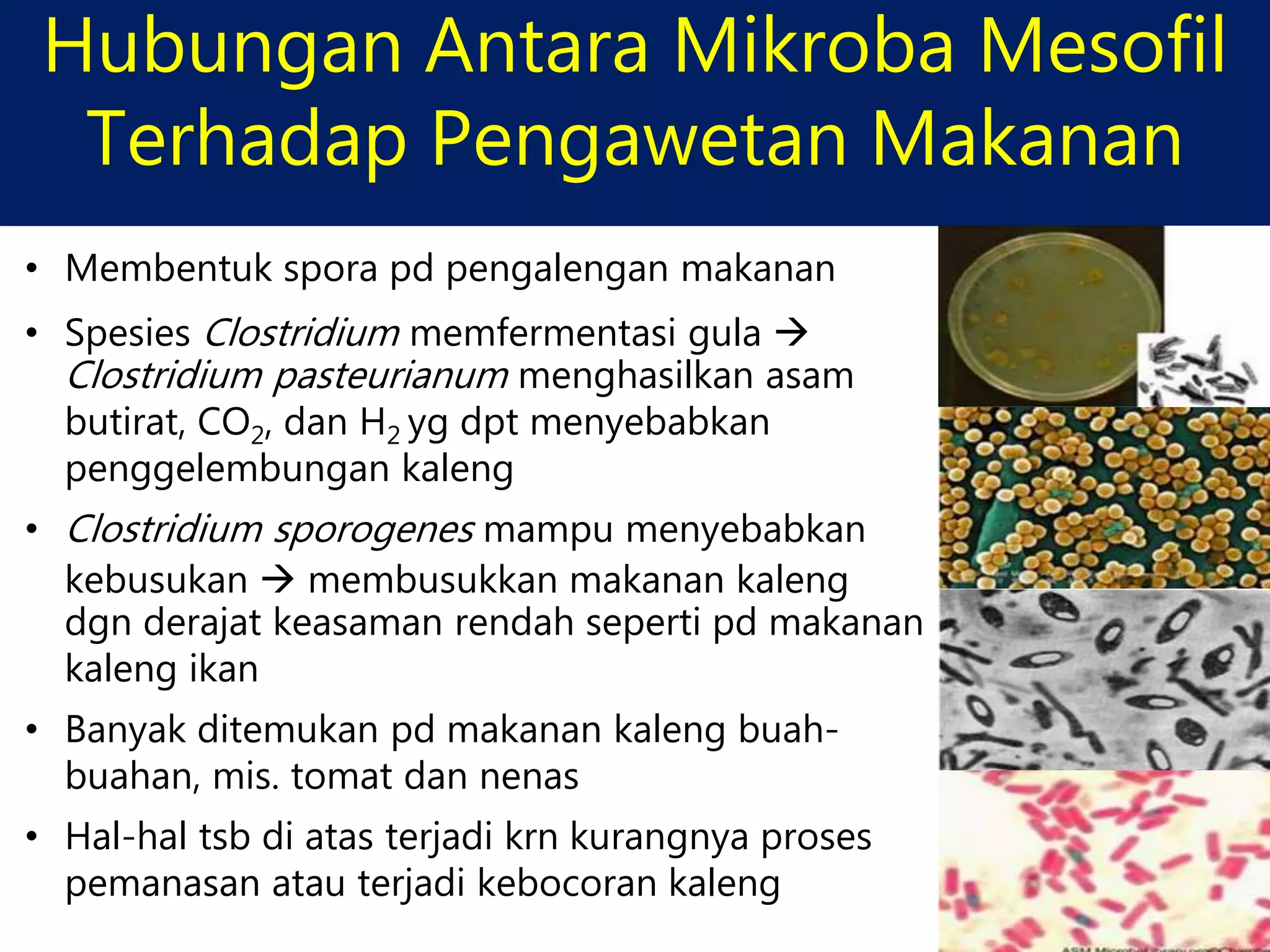 3 bakteri thermofil, mesofil dan psikrofil | PPTX