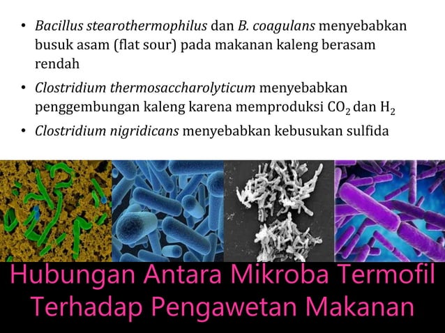 3 bakteri thermofil, mesofil dan psikrofil | PPTX