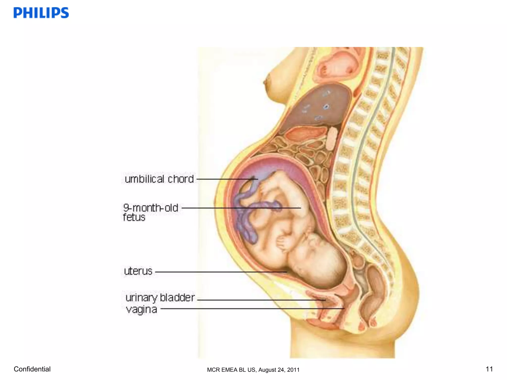 basic anatomy ob & gyn | PPTX