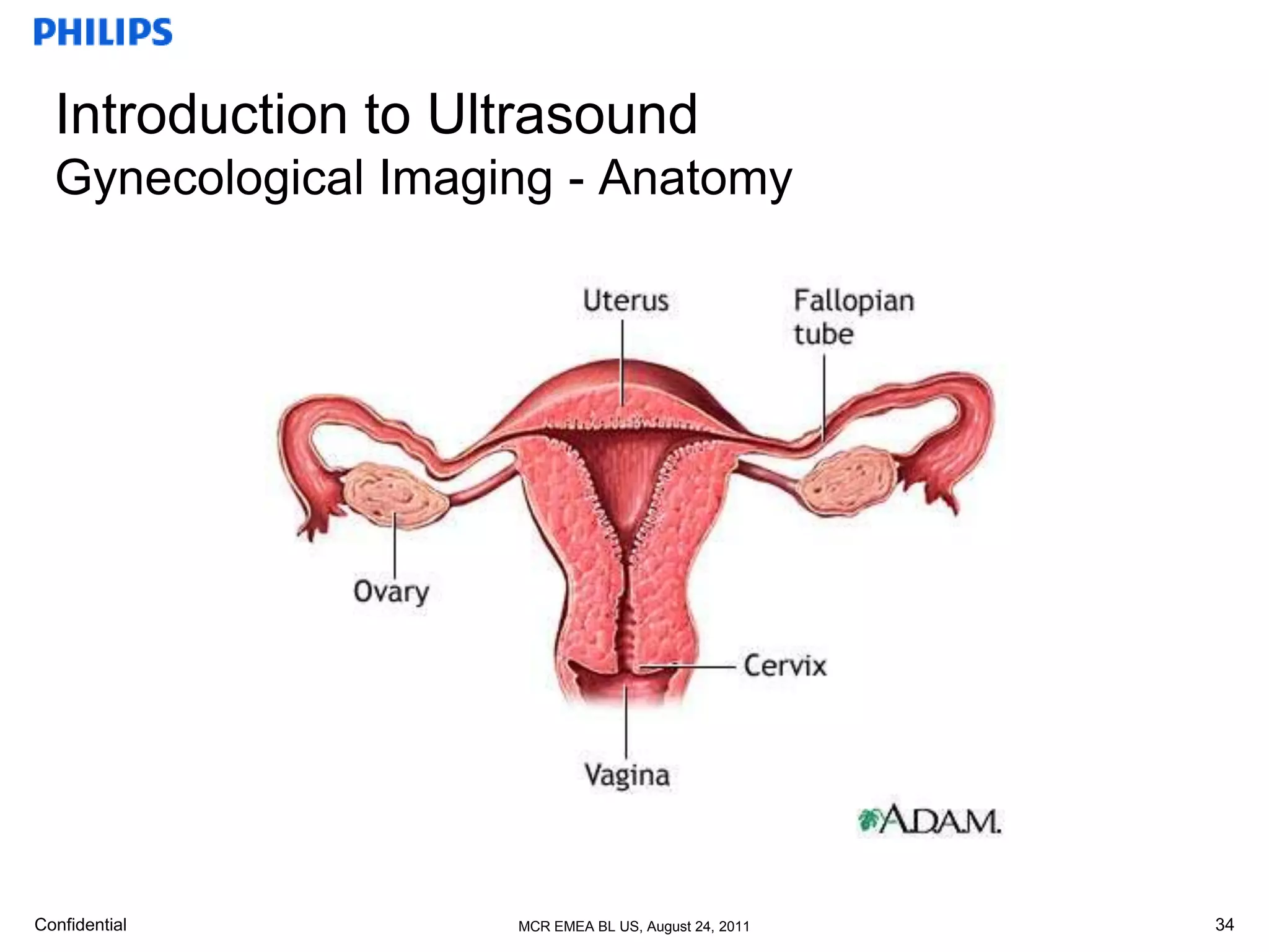 basic anatomy ob & gyn | PPTX