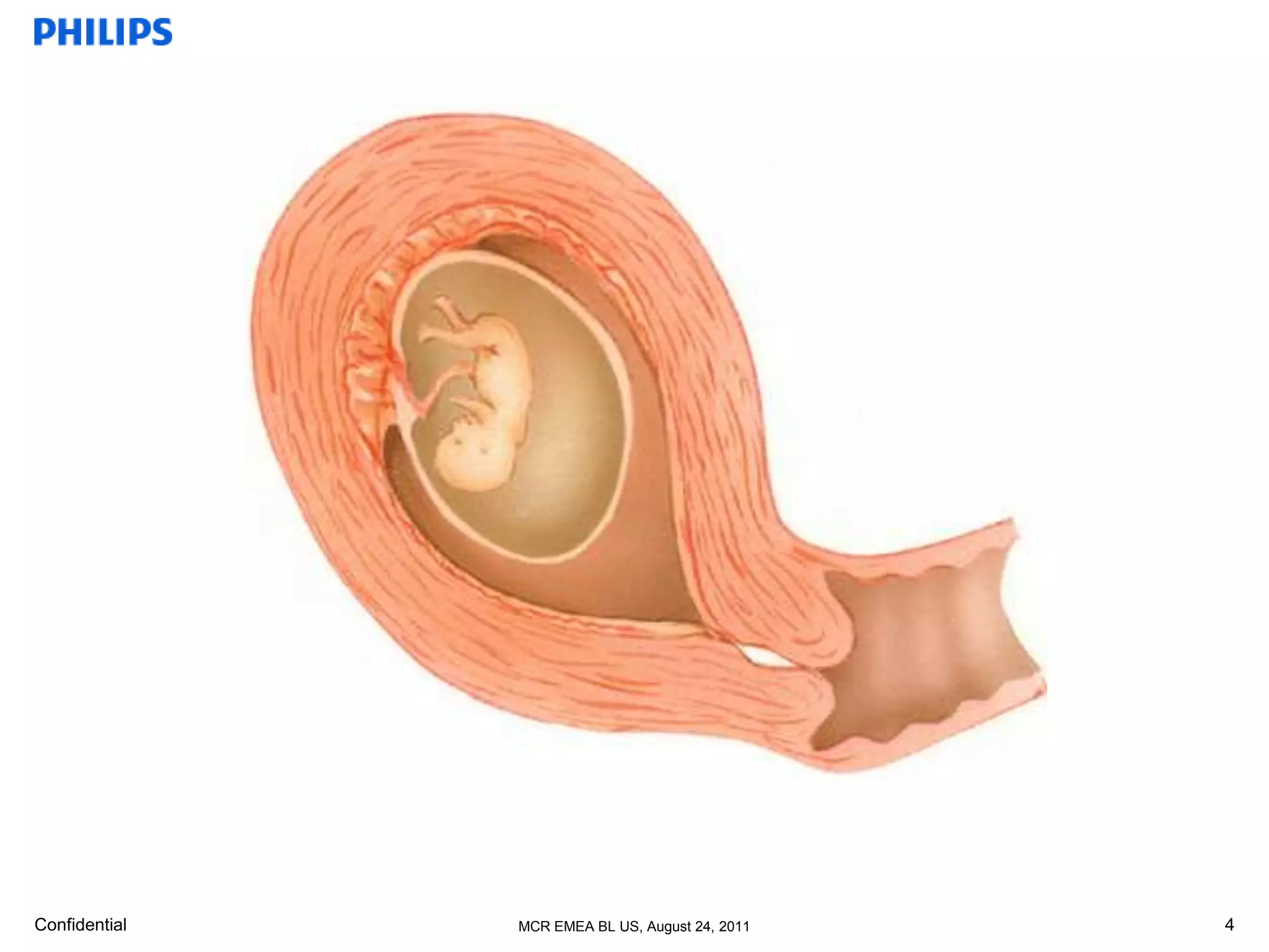 basic anatomy ob & gyn | PPTX