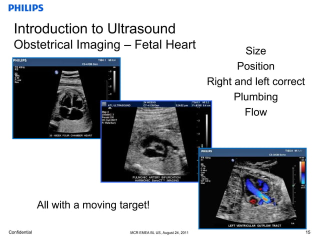 basic anatomy ob & gyn | PPTX
