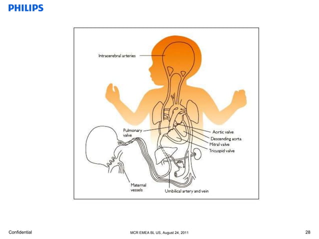 basic anatomy ob & gyn | PPTX
