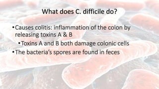 Vaccines Clostridium difficile Presentation | PPTX | Infectious Diseases | Diseases and Conditions