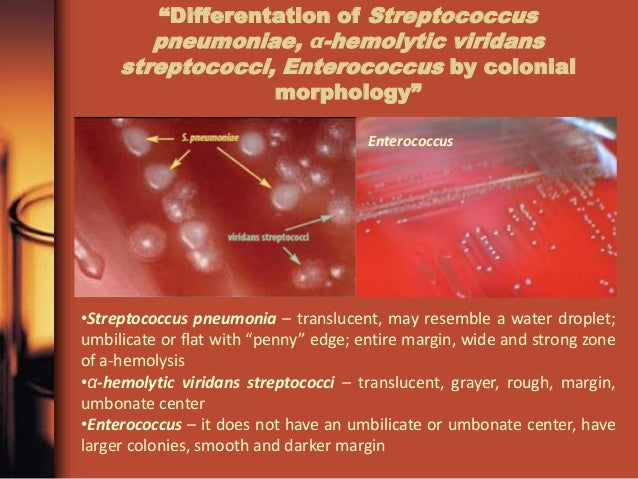 Streptococcus Pneumoniae Colony Morphology