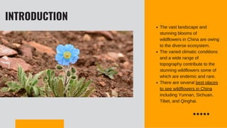 3 Best Places To See Wildflowers In China | PDF