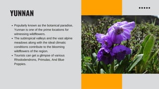 3 Best Places To See Wildflowers In China | PDF