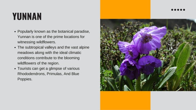 3 Best Places To See Wildflowers In China | PDF | Geography | Science