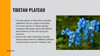 3 Best Places To See Wildflowers In China | PDF