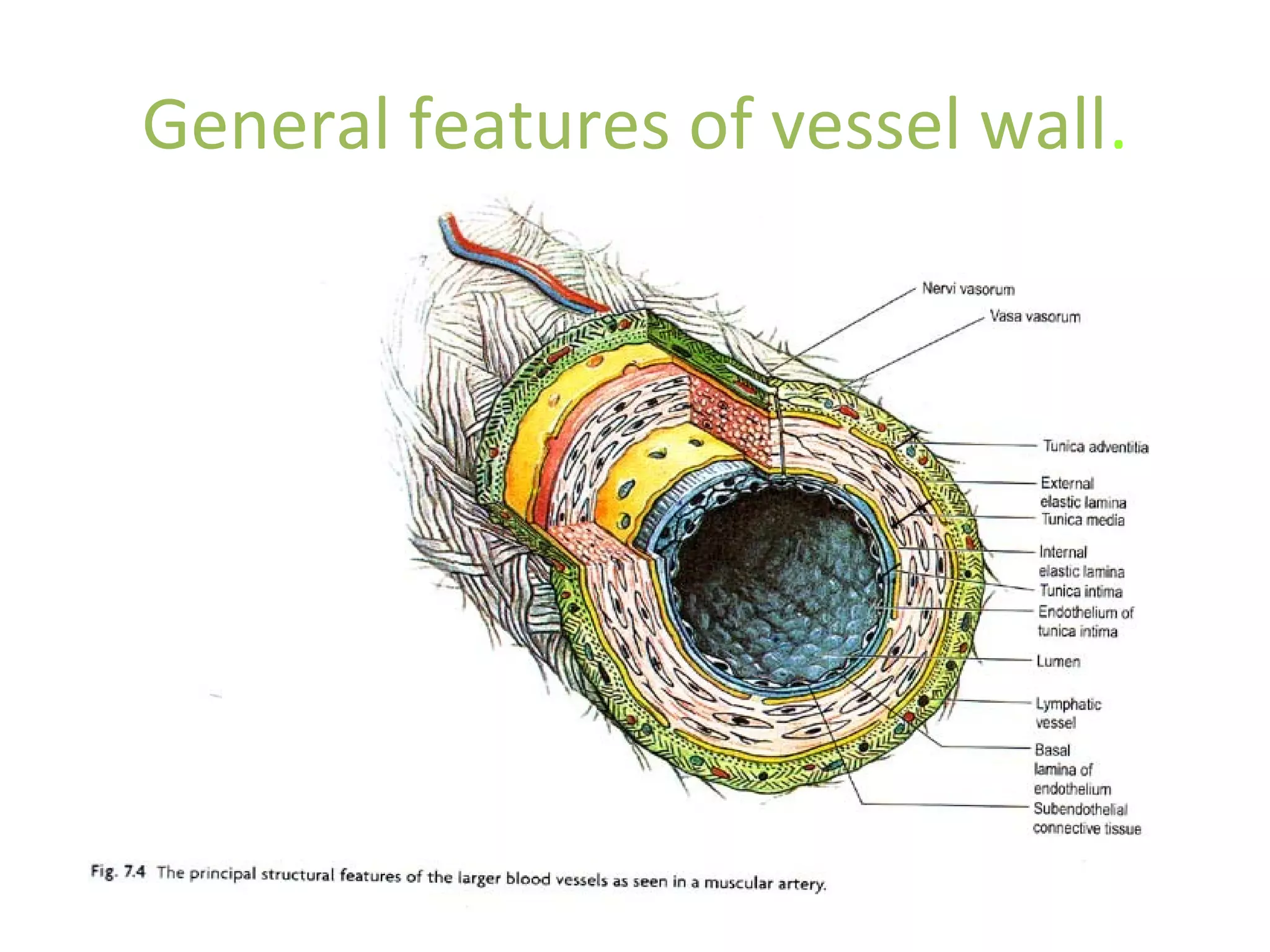 Microanatomy cardiovascular system cvs anatomy | PPT