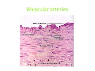 Microanatomy cardiovascular system cvs anatomy | PPT