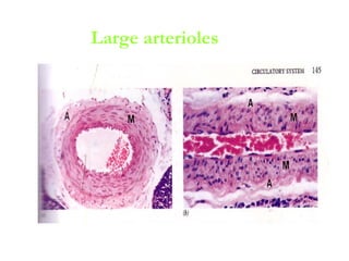 Microanatomy cardiovascular system cvs anatomy | PPT