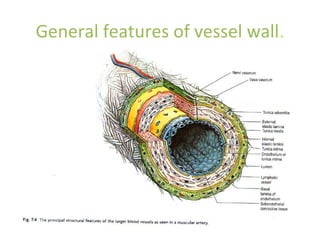 Microanatomy cardiovascular system cvs anatomy | PPT