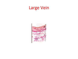 Microanatomy cardiovascular system cvs anatomy | PPT