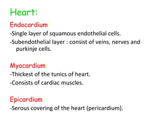 Microanatomy cardiovascular system cvs anatomy | PPT