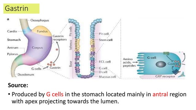 gastric secretion and its regulation | PPTX