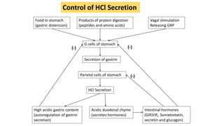 gastric secretion and its regulation | PPTX