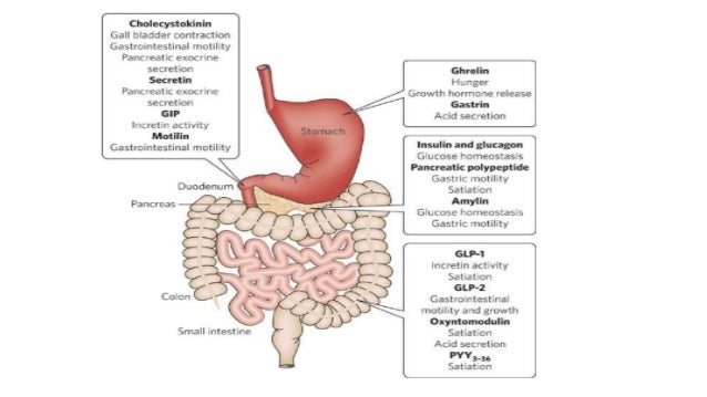 gastric secretion and its regulation