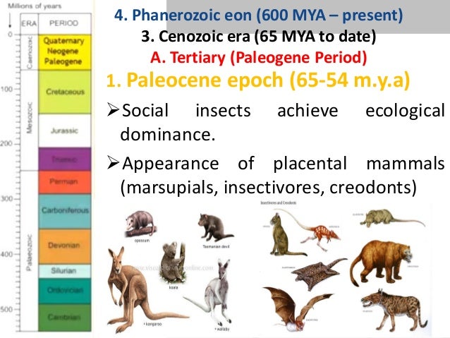 Cenozoic Era Definition Facts Timeline Animals