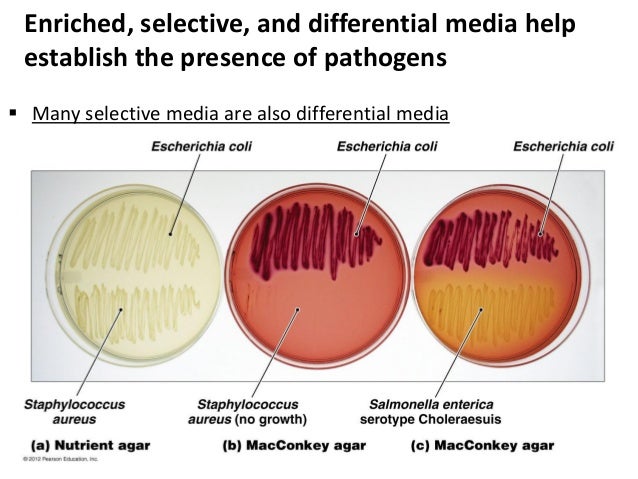 izhnrl – Page 2 – Life As A Microbiology Student
