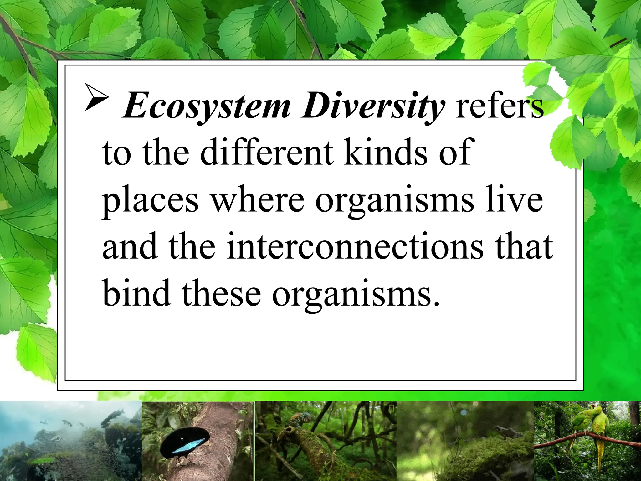 #3 Biodiversity and Evolution Final.pptx | Geography | Science